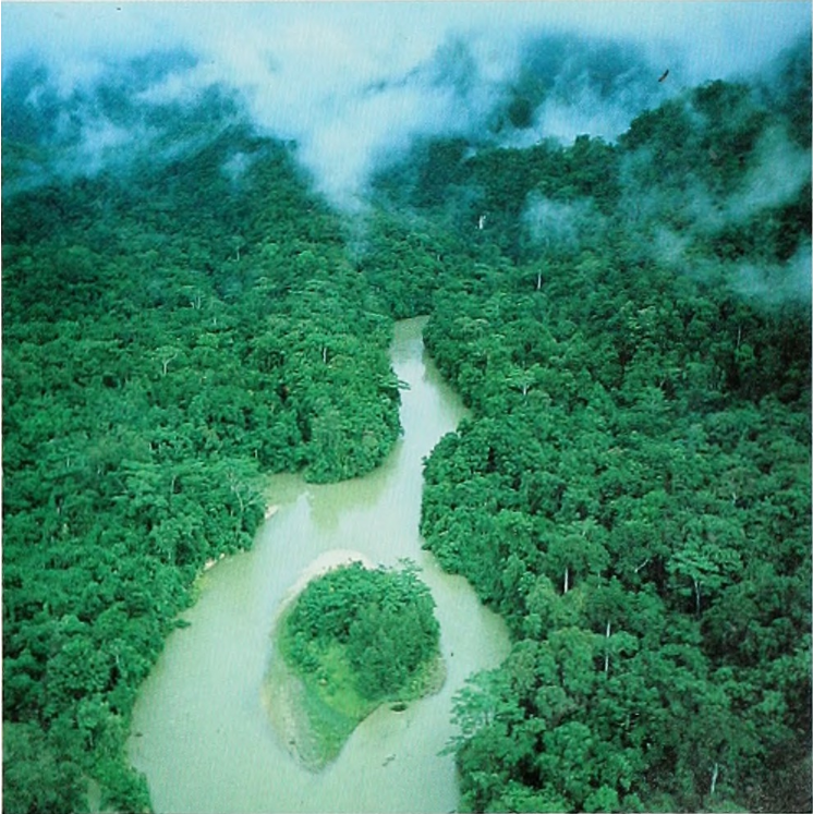 Tropical forests of the Asia-Pacific – International Society of ...