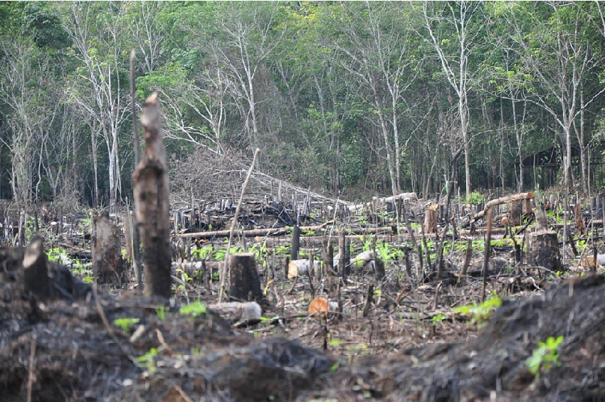Tropical forests of the Asia-Pacific – International Society of ...